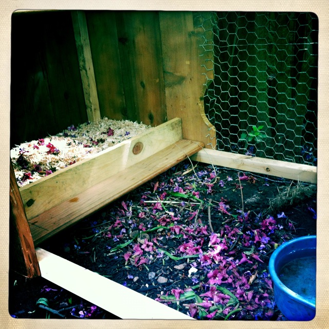 Building my broody a box | Sustainable Scientist