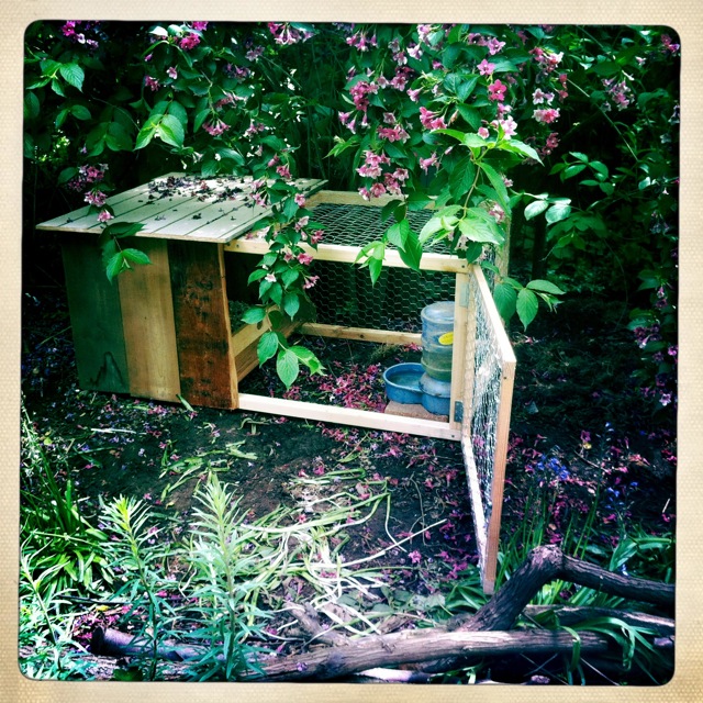 Building my broody a box | Sustainable Scientist