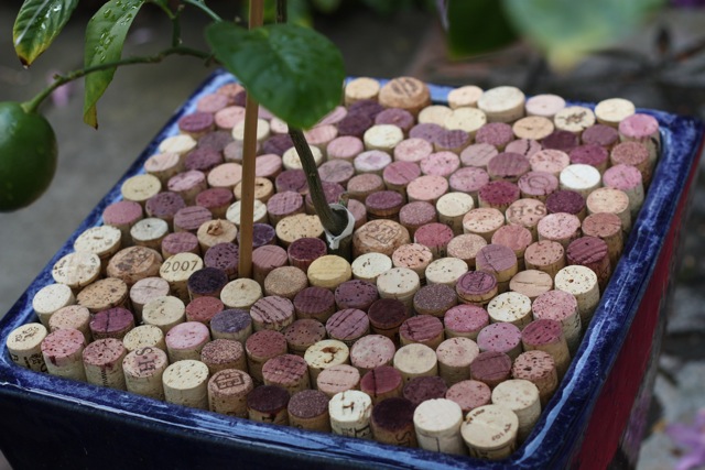 Put a cork in it | Sustainable Scientist