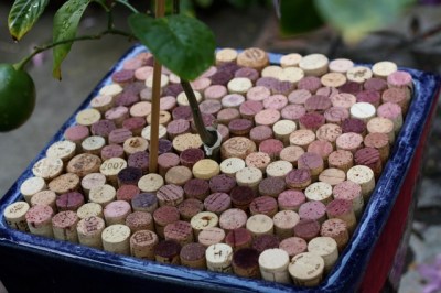 Put a cork in it | Sustainable Scientist