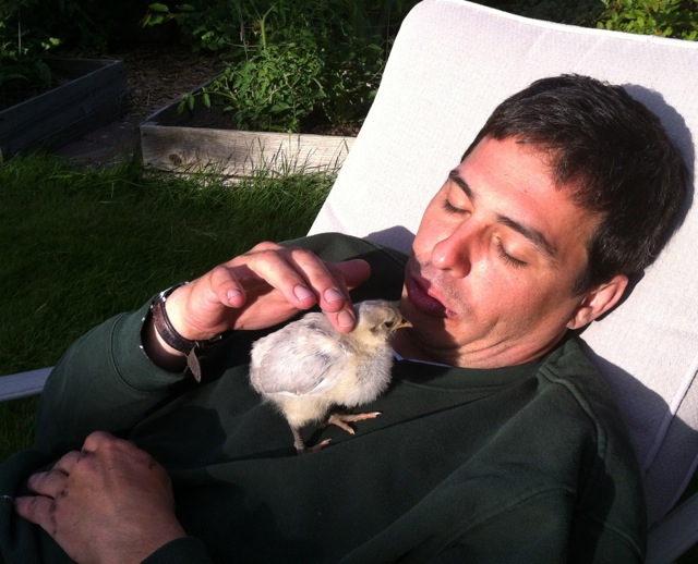 Socializing Your Chickens | Sustainable Scientist