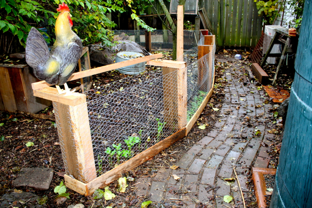 Chicken Food Fence Update | Sustainable Scientist