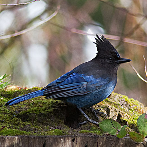Urban Birds – 6 species in 6 minutes! | Sustainable Scientist