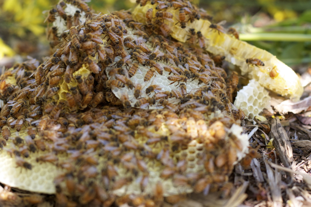Catastrophe! Calamity! Comb Collapse! | Sustainable Scientist